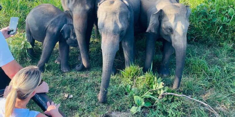 Sigiriya/Dambulla/Habarana: Minneriya National Park Safari - The Value & Who Should Book