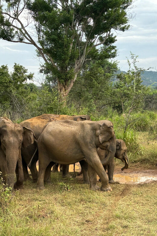 Sigiriya/Dambulla/Habarana: Minneriya National Park Safari - Final Thoughts