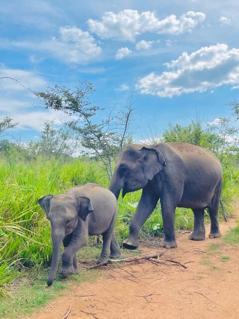 Sigiriya/Dambulla/Habarana: Minneriya National Park Safari - FAQ