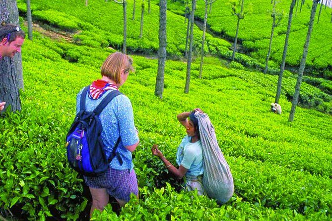 Sigiriya, Dambulla, Safari and Kandy in 3 days - The Practicalities and What They Mean for Your Trip