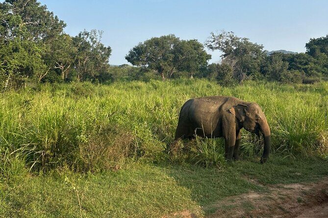 Sigiriya Dambulla Wonders Day Trip from Kandy - Authentic Perspectives from Past Travelers