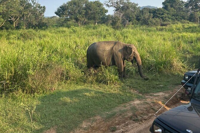 Sigiriya Dambulla Wonders Day Trip from Kandy - Is This Tour Right for You?
