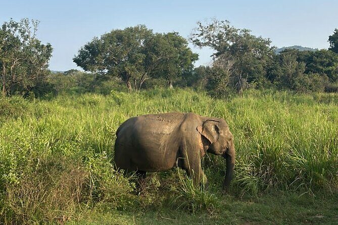 Sigiriya Dambulla Wonders Day Trip from Kandy - FAQ