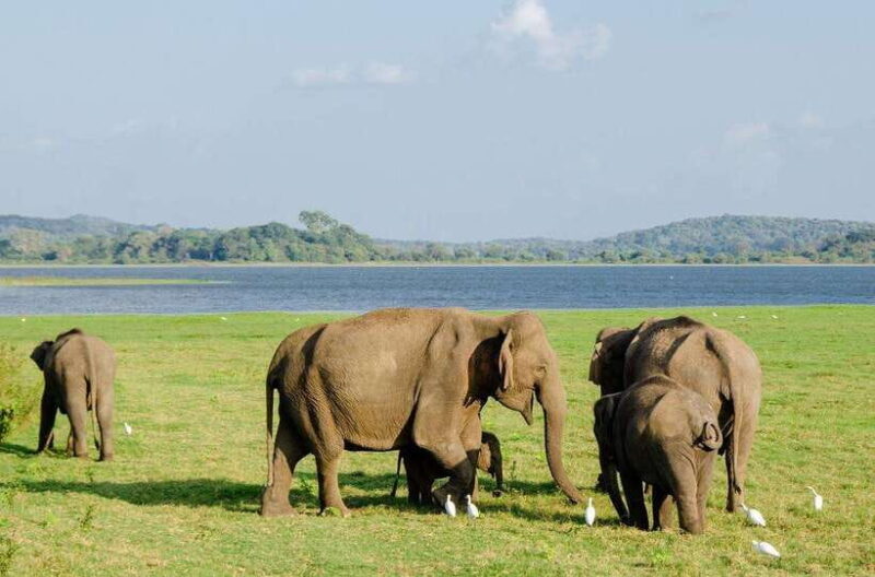 Sigiriya day tour from kandy with elephant safari(privet) - Key Points