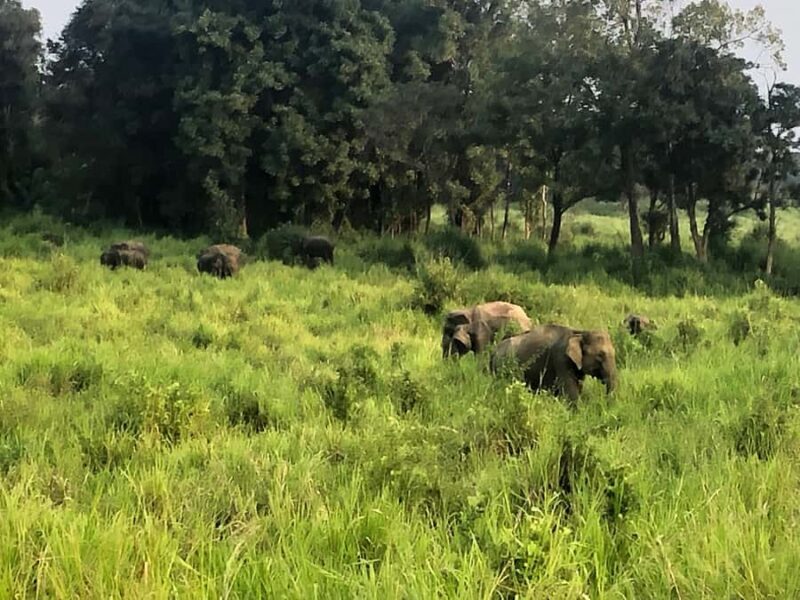 Sigiriya: Dimbulagala/Danigala Guided Hike & Wildlife Safari - Practical Details & Value