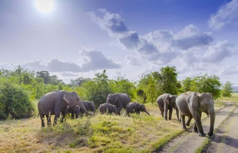 Sigiriya Fortress and best Wildlife Safari Tour - Key Points