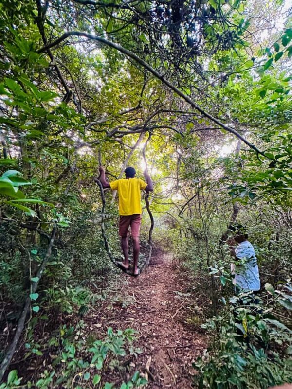Sigiriya: Jungle Tour with Birdwatching and Wildlife - The Experience of Birdwatching and Wildlife Observation