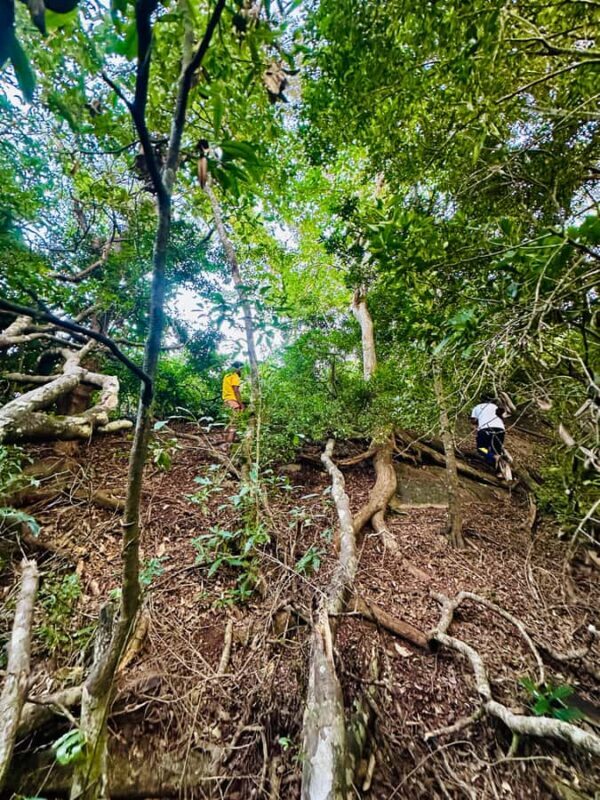 Sigiriya: Jungle Tour with Birdwatching and Wildlife - Practical Considerations