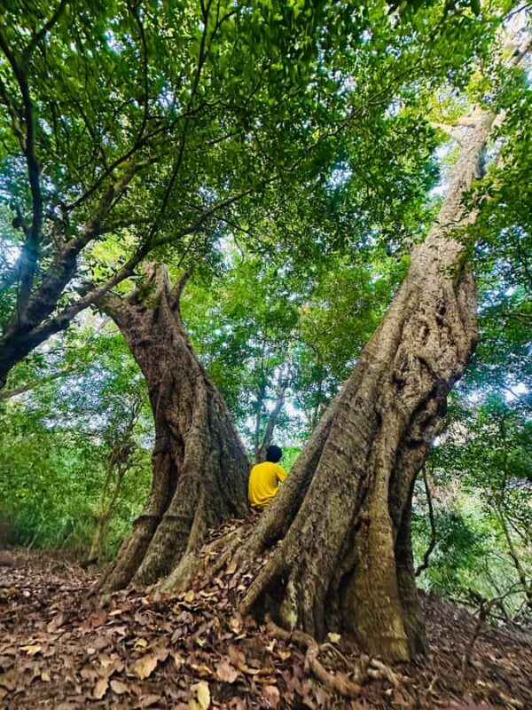 Sigiriya: Jungle Tour with Birdwatching and Wildlife - Who Will Love This Tour?