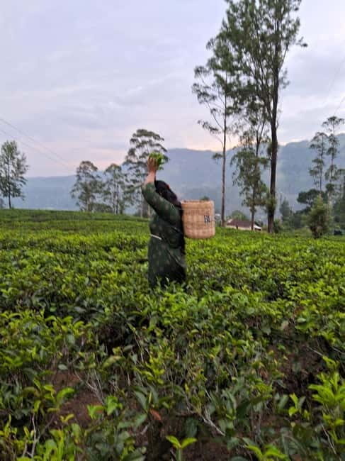 Sigiriya, Kandy, Ella : Explore Sri Lanka's Attractions Tour - FAQ