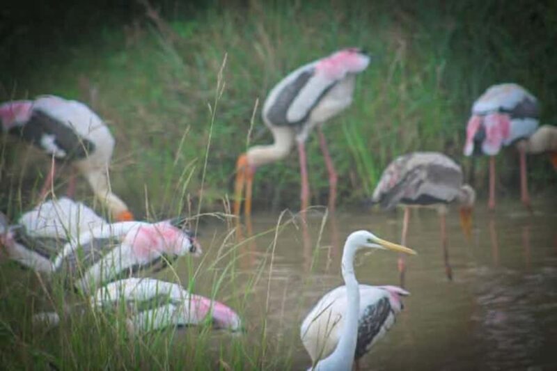 Sigiriya: Kaudulla National Park Safari Elephants & Birds - The Value of a Short Safari