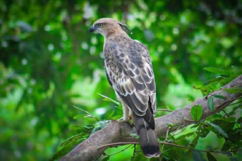 Sigiriya: Kaudulla National Park Safari Elephants & Birds - Practical Details & Tips