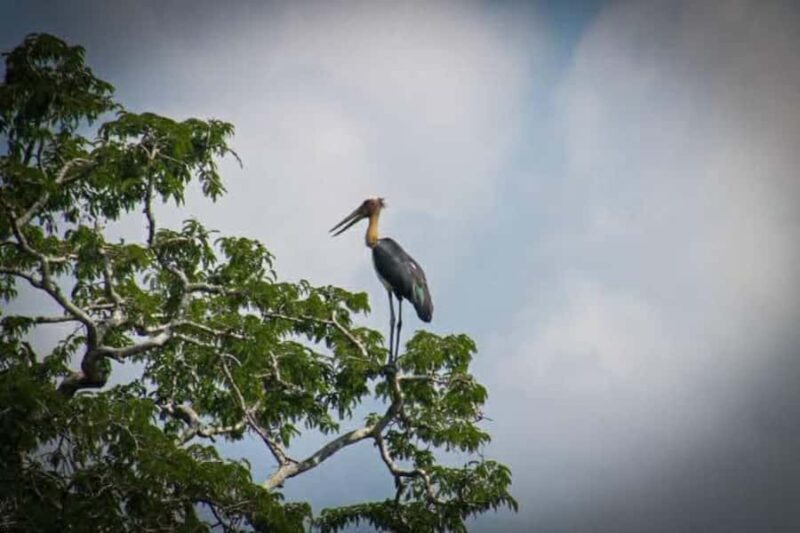 Sigiriya: Kaudulla National Park Safari Elephants & Birds - Authentic Experiences & Reviews