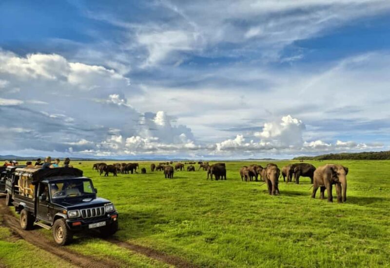 Sigiriya: Kaudulla National Park Safari & Village Tour - A Solid Introduction to Sri Lanka’s Wildlife and Village Life