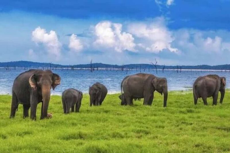 Sigiriya: Kaudulla National Park Safari & Village Tour - What You Can Expect Step by Step