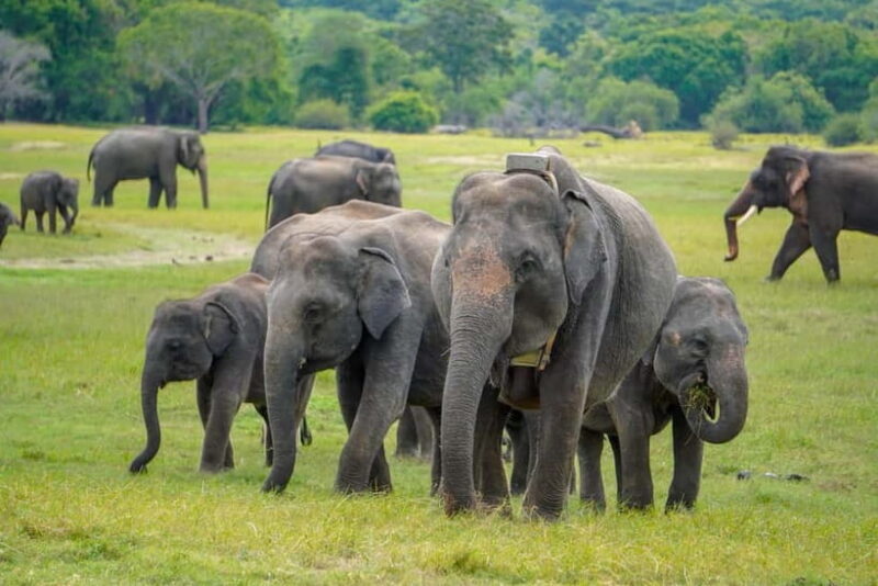 Sigiriya Lion Rock Hike & Minneriya National Park Safari - An Introduction to the Tour