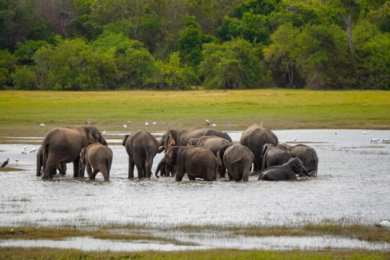 Sigiriya Lion Rock Hike & Minneriya National Park Safari - What Travelers Say: Authentic Feedback