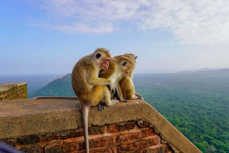 Sigiriya Lion Rock Hike & Minneriya National Park Safari - Who Will Love This Tour?