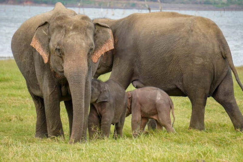 Sigiriya Lion Rock Hike & Minneriya National Park Safari - The Sum Up: Is This Tour Worth It?