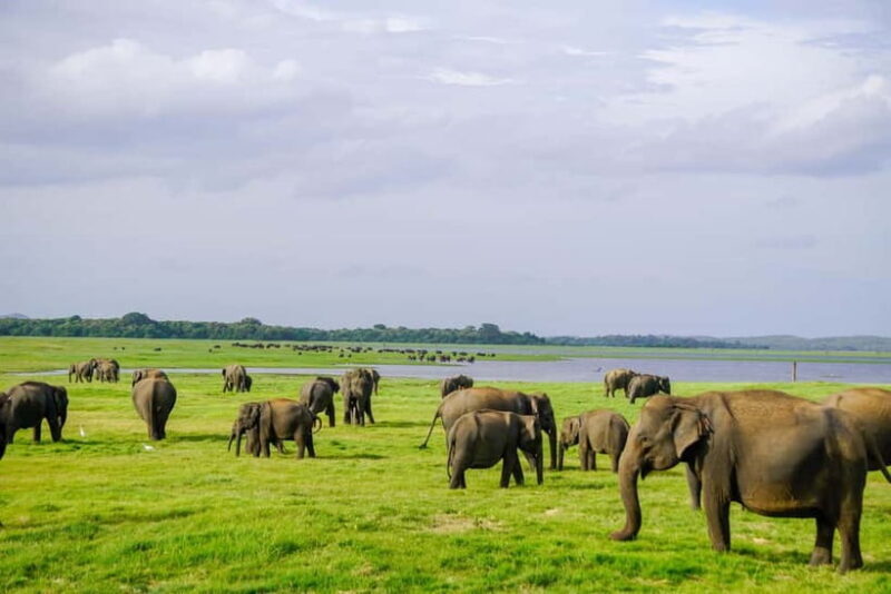 Sigiriya: Lion Rock & Minneriya Safari Full Day Private Tour - Exploring Sri Lanka’s Iconic Highlights: Sigiriya & Minneriya Safari