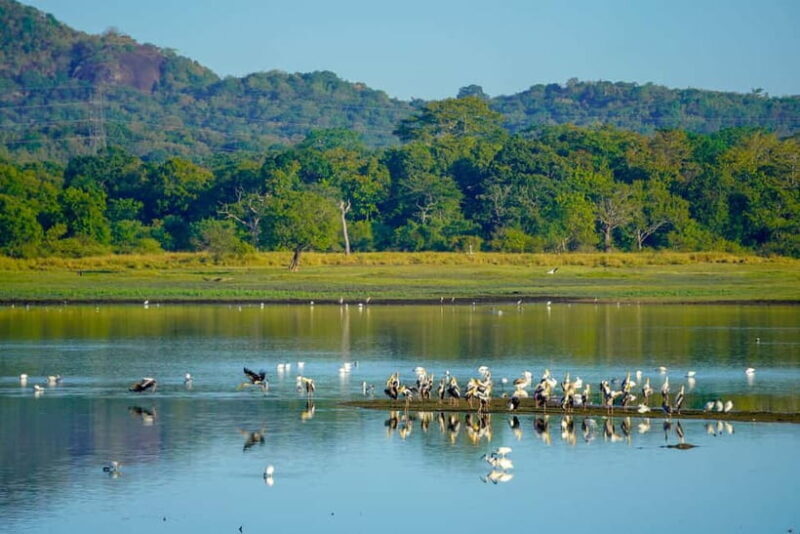 Sigiriya: Lion Rock & Minneriya Safari Full Day Private Tour - Exploring the Royal Gardens and Ancient Ruins