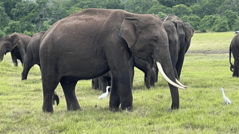 Sigiriya: Lion Rock & Minneriya Safari Full Day Private Tour - Transition to the Wilderness: Minneriya Safari