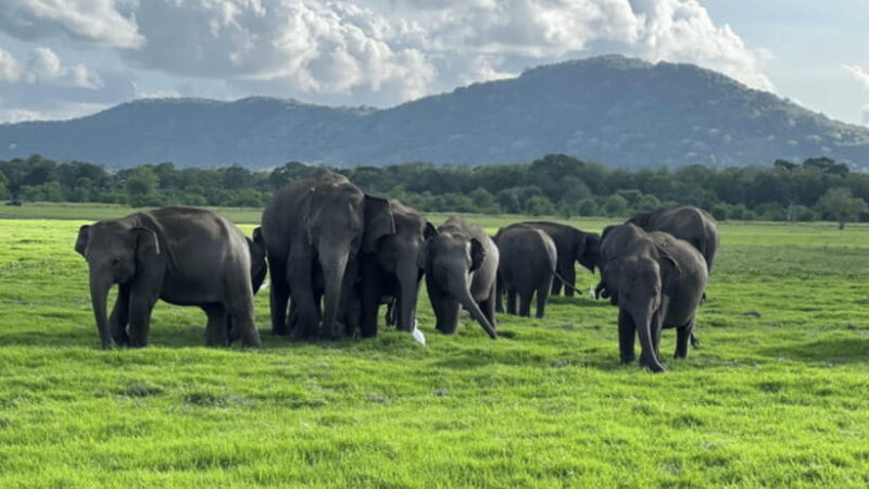 Sigiriya: Lion Rock & Minneriya Safari Full Day Private Tour - What the Tour Includes and Practical Tips