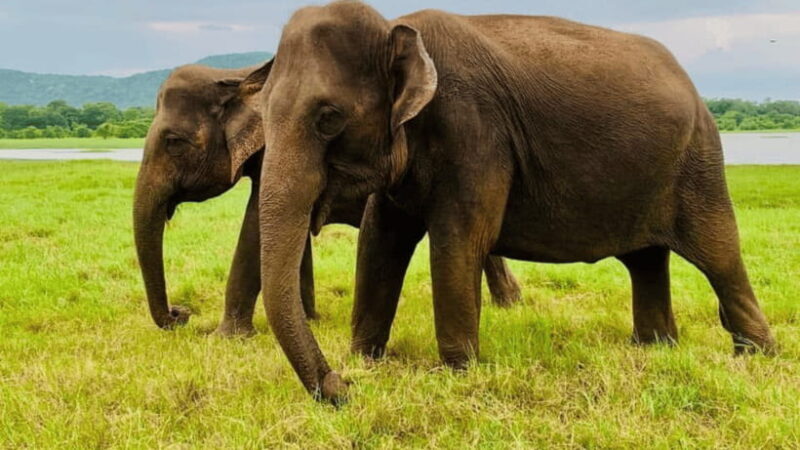 Sigiriya: Lion Rock & Minneriya Safari Full Day Private Tour - Authentic Experiences and Honest Observations