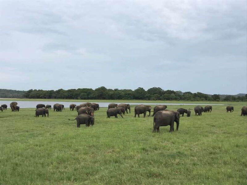 Sigiriya Lion's Rock & Dambulla Golden Cave Temple Trip - Key Points