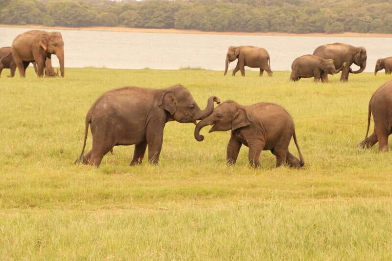 Sigiriya Lion's Rock & Dambulla Golden Cave Temple Trip - How This Tour Offers Value
