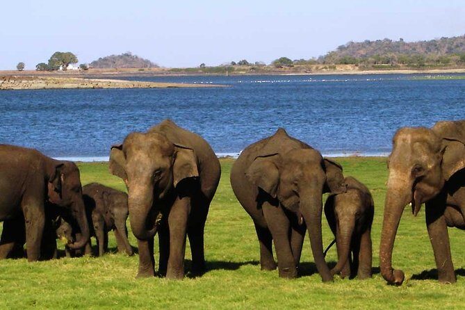 Sigiriya & Minneriya Safari Tour from Dambulla - Key Points