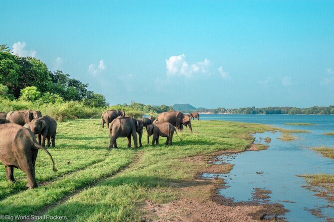Sigiriya & Minneriya Safari Tour from Dambulla - In The Sum Up