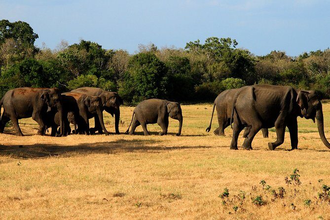 Sigiriya & Minneriya Safari Tour from Kandy - A Detailed Look at the Sigiriya & Minneriya Safari Tour