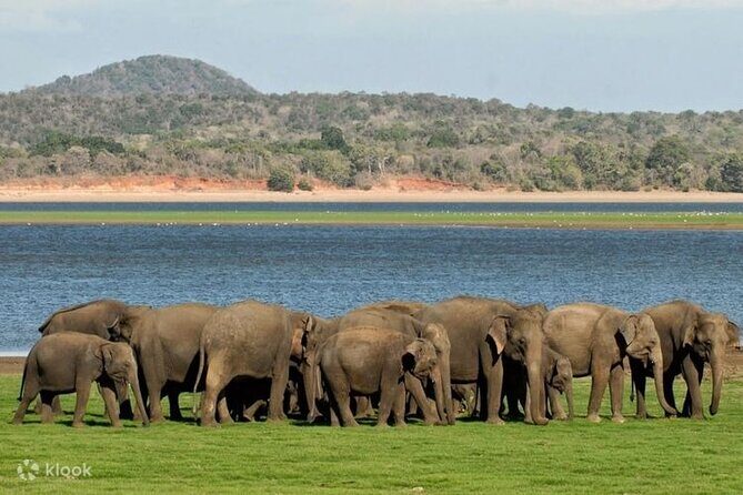 Sigiriya & Minneriya Safari Tour from Kandy - FAQ