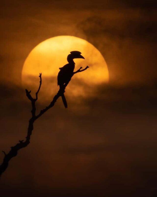 Sigiriya: Night Animal Watching Tour with Guide - What to Expect from the Night Animal Watching Tour