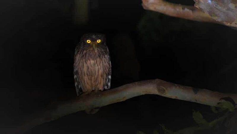 Sigiriya: Night Animal Watching Tour with Guide - The Value of This Experience