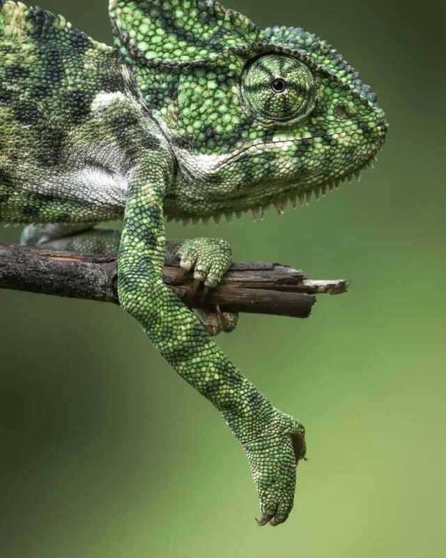 Sigiriya: Night Animal Watching Tour with Guide - Why This Tour Works for Travelers