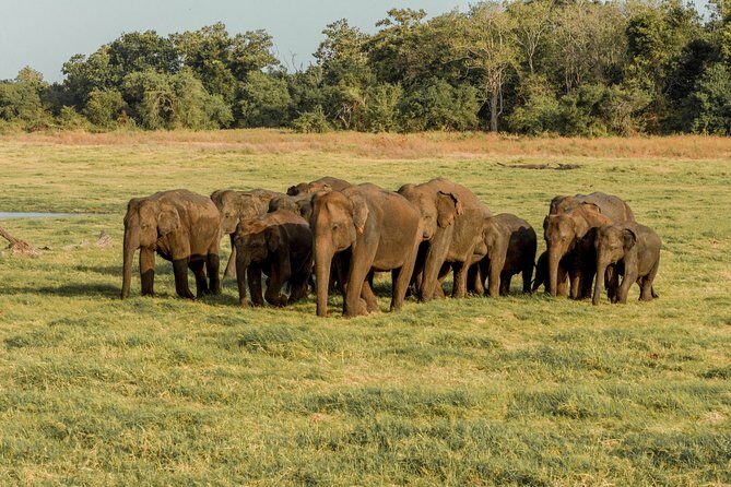 Sigiriya Rock and Wild Elephant Safari from Kandy - Starting Off in Kandy