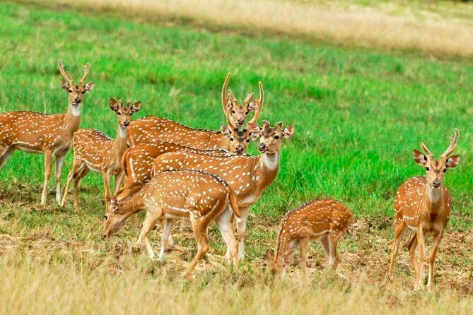 Sigiriya Rock and Wild Elephant Safari from Sigiriya - Key Points