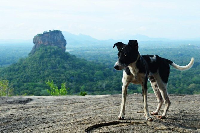 Sigiriya Rock Fortress and Dambulla All Inclusive Tour From Kandy - Who This Tour Is Best For