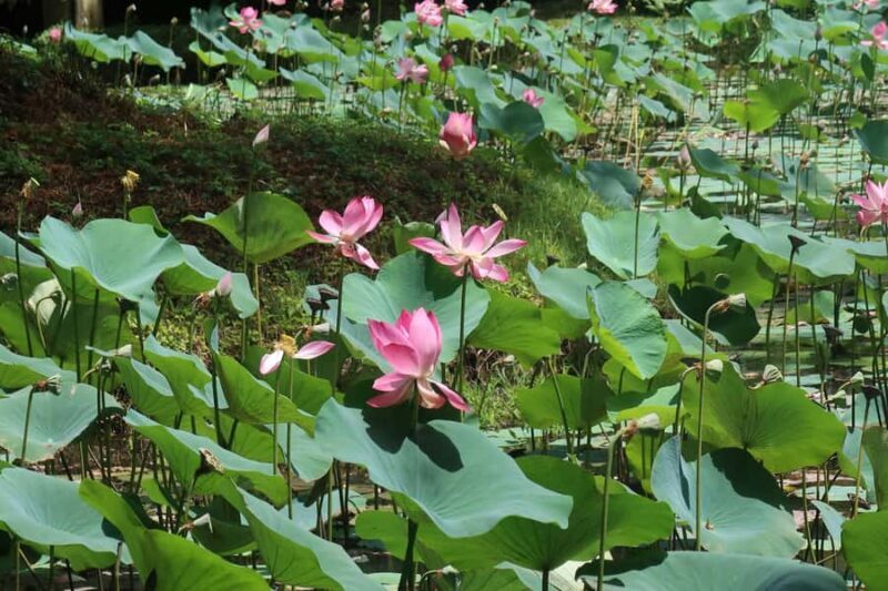 Sigiriya Village & Dambulla Tuk-Tuk Day Tour - Traditional Village Experiences: Bullock Cart and Paddle Boat