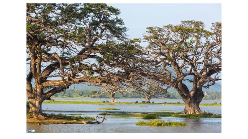 Sigiriya: Village Tour with Bullock Cart Ride & Lunch - Exploring the Details of the Sigiriya Village Tour