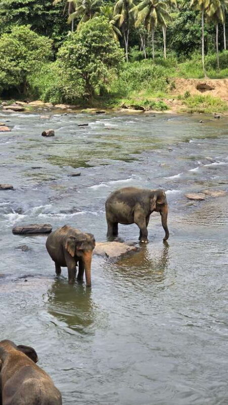 Sigirya's Wildlife Experience - Key Points
