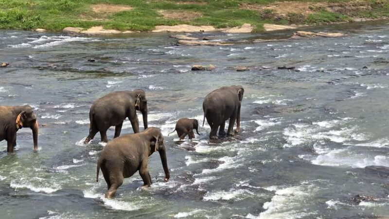 Sigirya's Wildlife Experience - Is it Worth the Price?