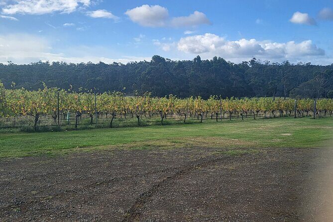 Signature Wine Tour - Hobart & SE Tasmania - Transportation, Price, and Value