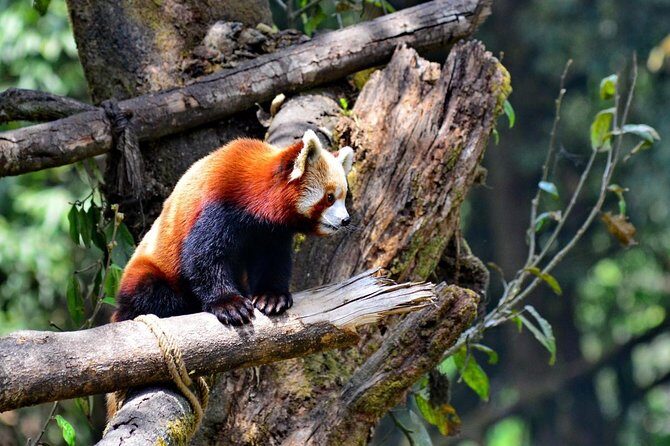 Sikkim Darjeeling - North East India 7 Nights 8 Days Tour - An Overview of the Tour Experience