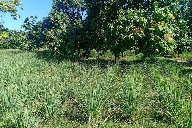 Silk Island & countryside of Phnom Penh by Tuk Tuk - The Sum Up
