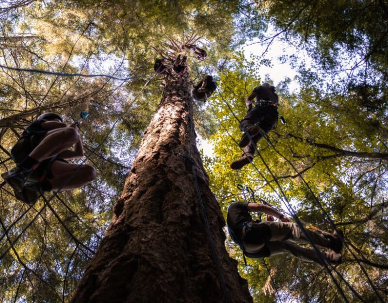 Silver Falls State Park: Tree Climbing Sunset Tour - What to Expect from the Experience