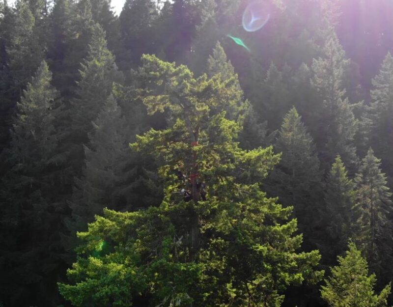 Silver Falls State Park: Tree Climbing Sunset Tour - Final Thoughts