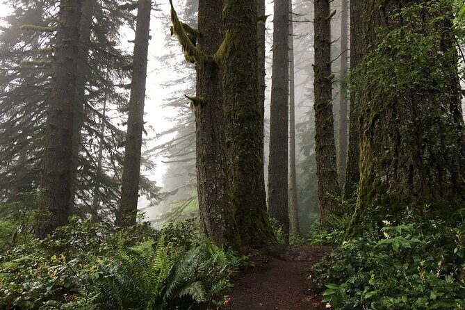 Silver Falls Waterfall Hiking Tour from Portland - The Sum Up: Who Will Love This Tour?
